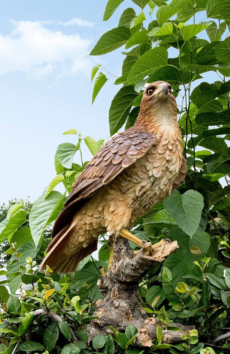 Amazon.com: Hi-Line Gift Ltd. Wild Hawk Standing on Branch Garden ...