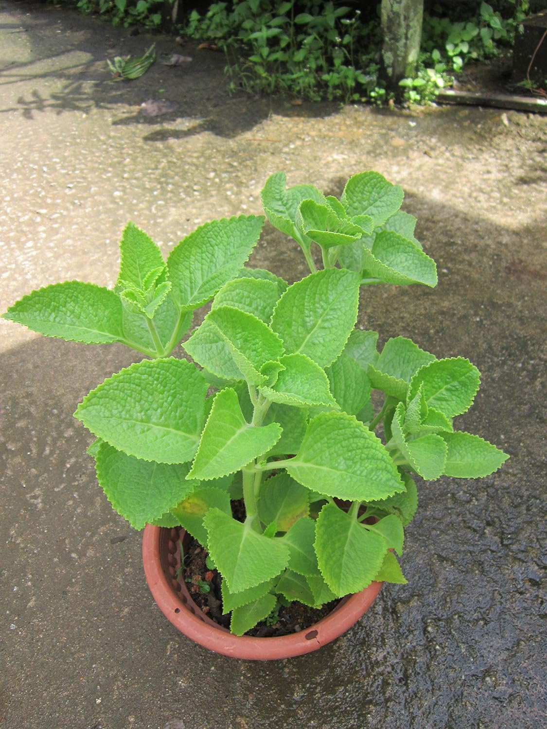 Creative Farmer Panikoorka (Mexican Mint) Sugandhavalkam/Karpoora Valli ...