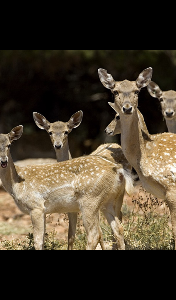 fallow deer Wallpaper -- HD Wallpapers of fallow deer!: app su Amazon ...