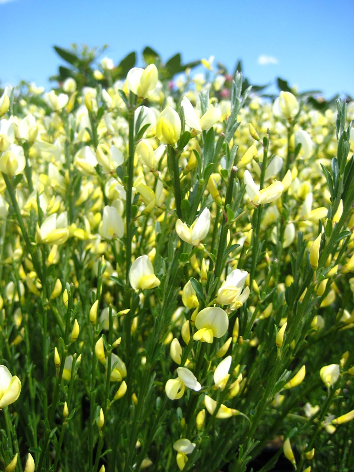 Amazon.com: Cytisus sco. 'Moonlight' (Scotch Broom) Shrub, #3 - Size ...