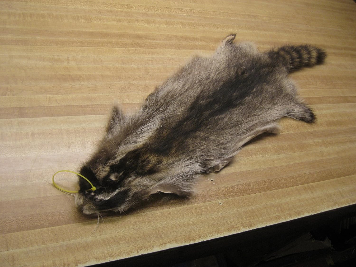 Amazon.com: Tanned Raccoon Hide #2 Quality Fur Coats Pelt