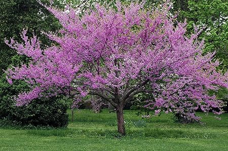 Amazon.com : Eastern Redbud - Purple Flowering Tree - Live Plant ...