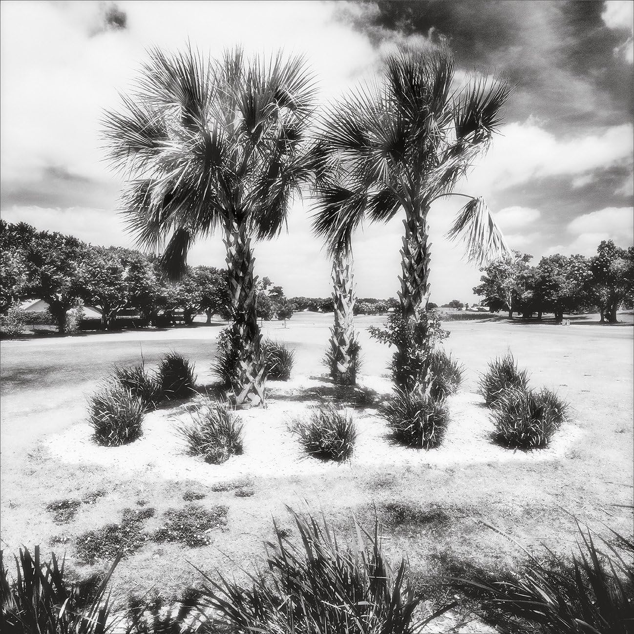 Amazon.com: Tree Grouping Art Print by Harold Silverman: Posters & Prints