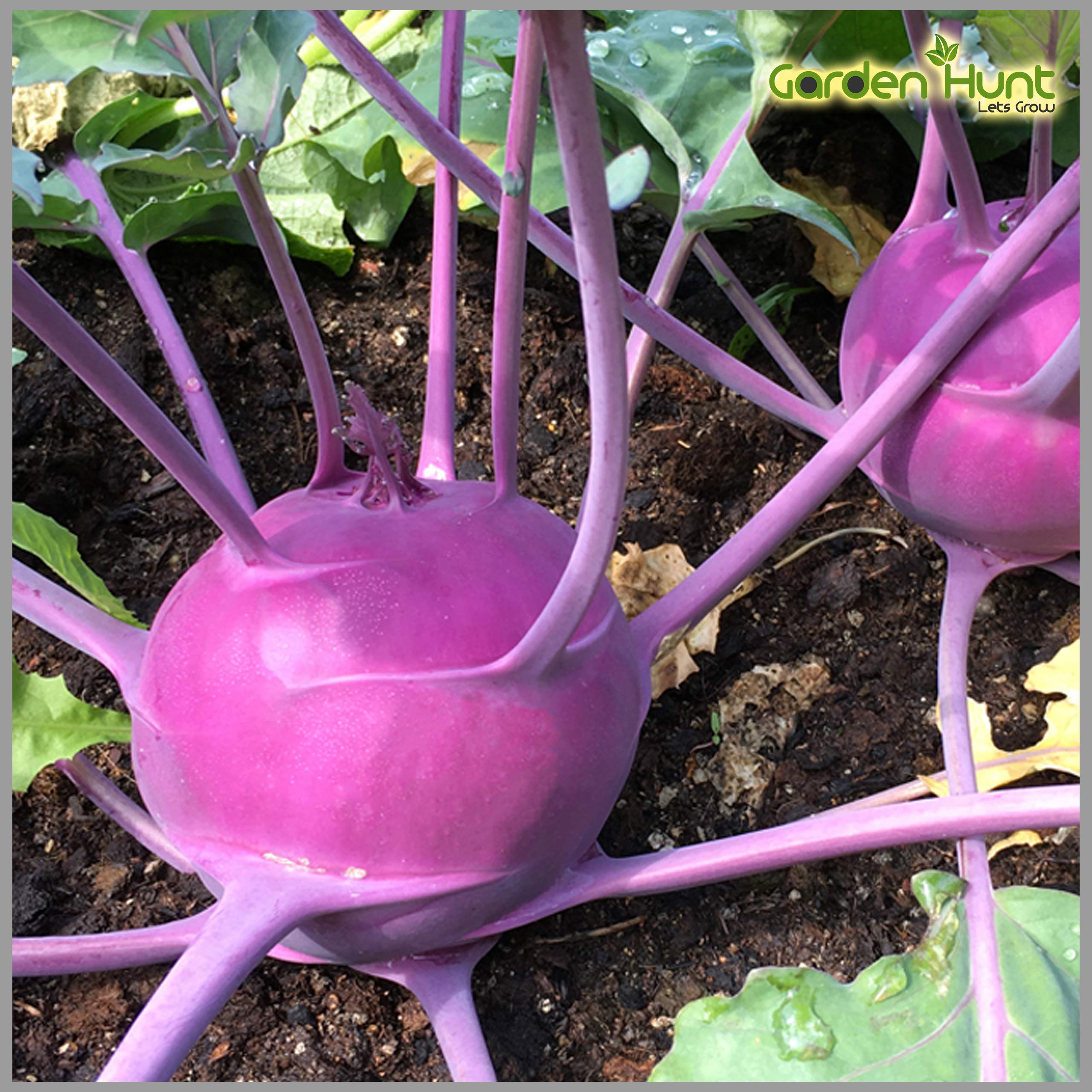 Nookal Vegetable Plant Kohlrabi Youtube