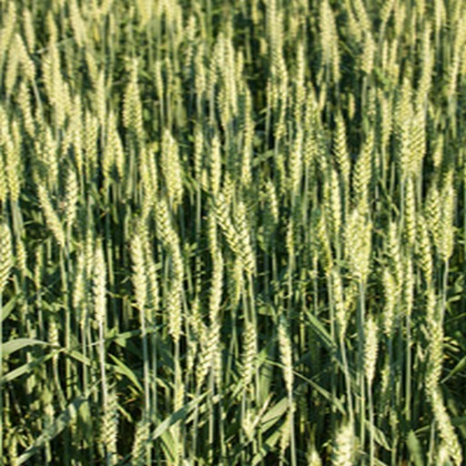 Dry Gulab Jamun Recipe Sukha Gulab Jamun - App on Amazon Appstore