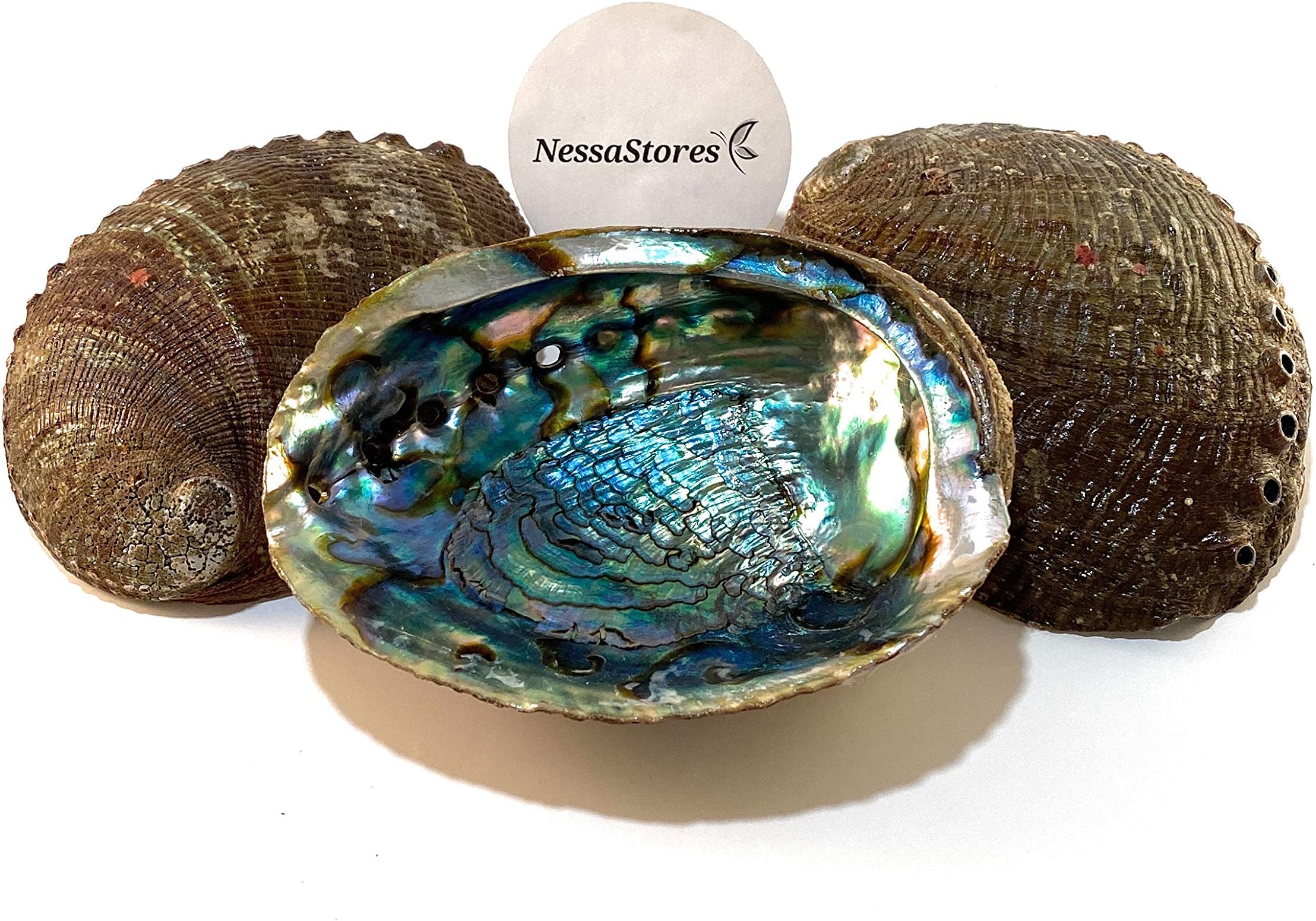 Amazon.com: Hand Selected Abalone Shell, 6 Inches or Larger. Perfect ...
