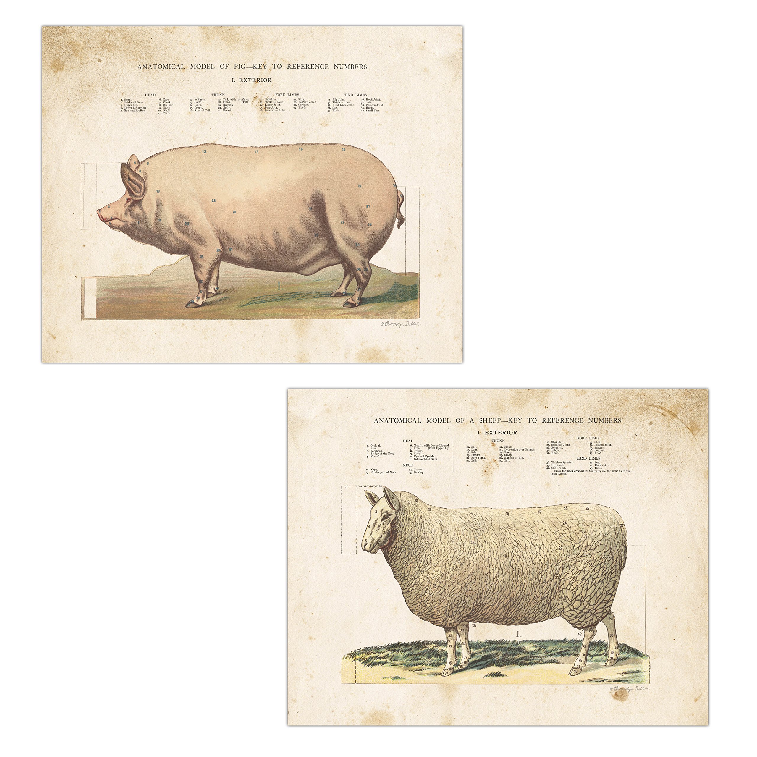 Amazon.com: Vintage Ephemera Farm to Table Country Animals; Anatomical ...