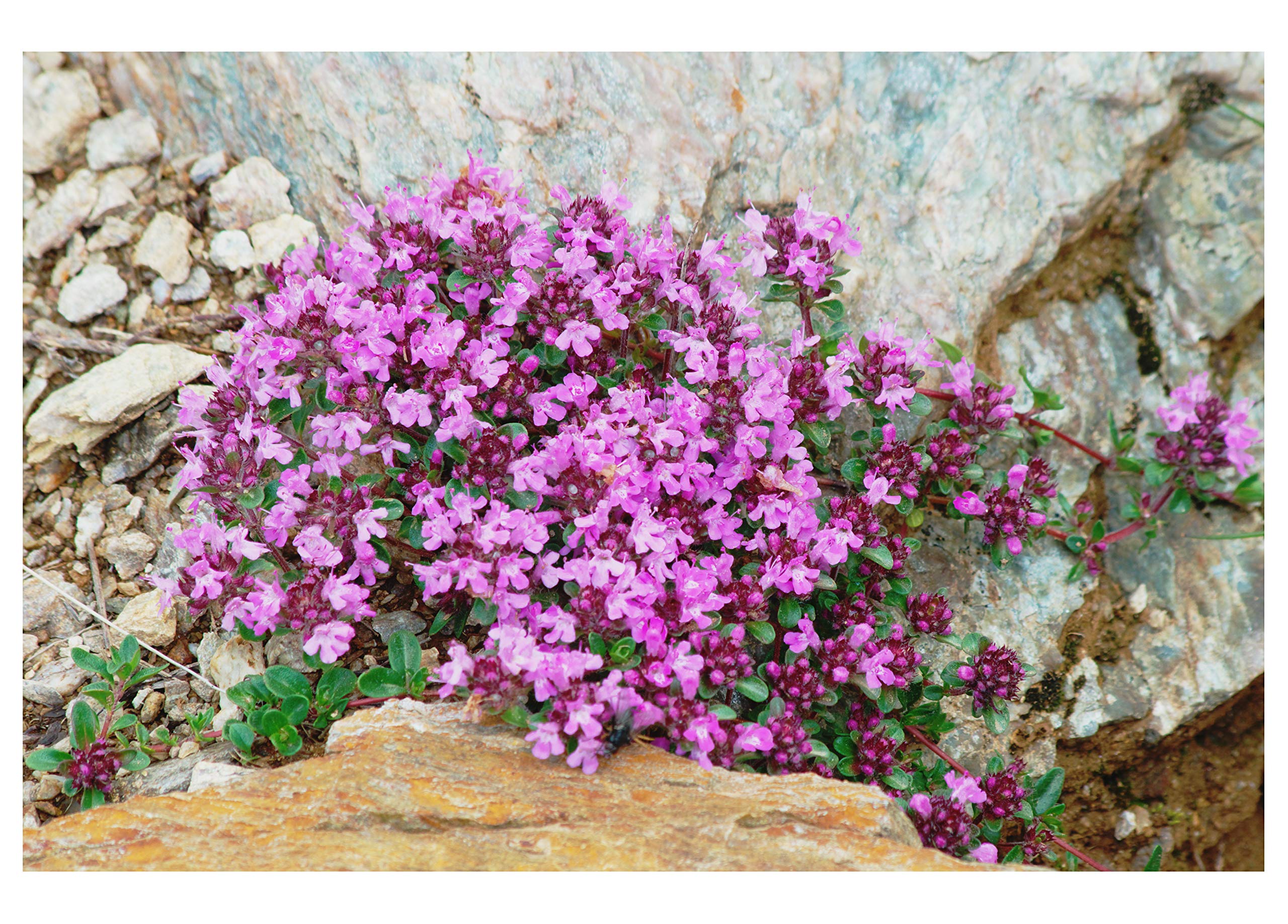 Thymus Praecox Coccineus