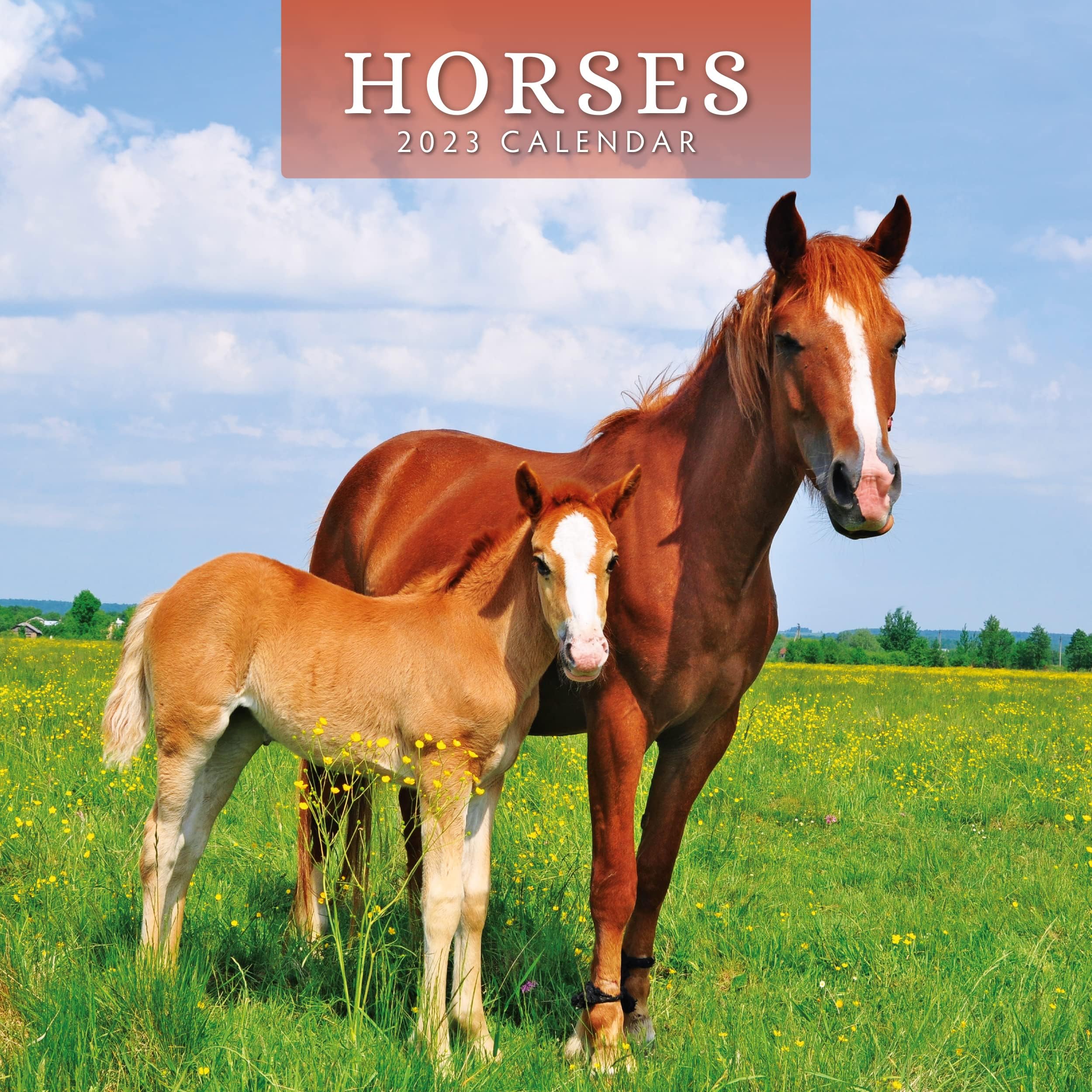 Amazon.com: 2023 Horses Monthly Wall Calendar by Red Robin Calendars 12 ...