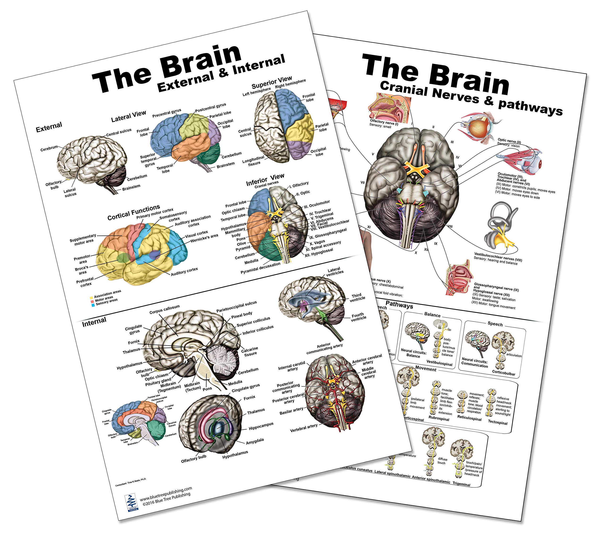 Brain Posters Pack, Cranial Nerves & Pathways, External & Internal ...