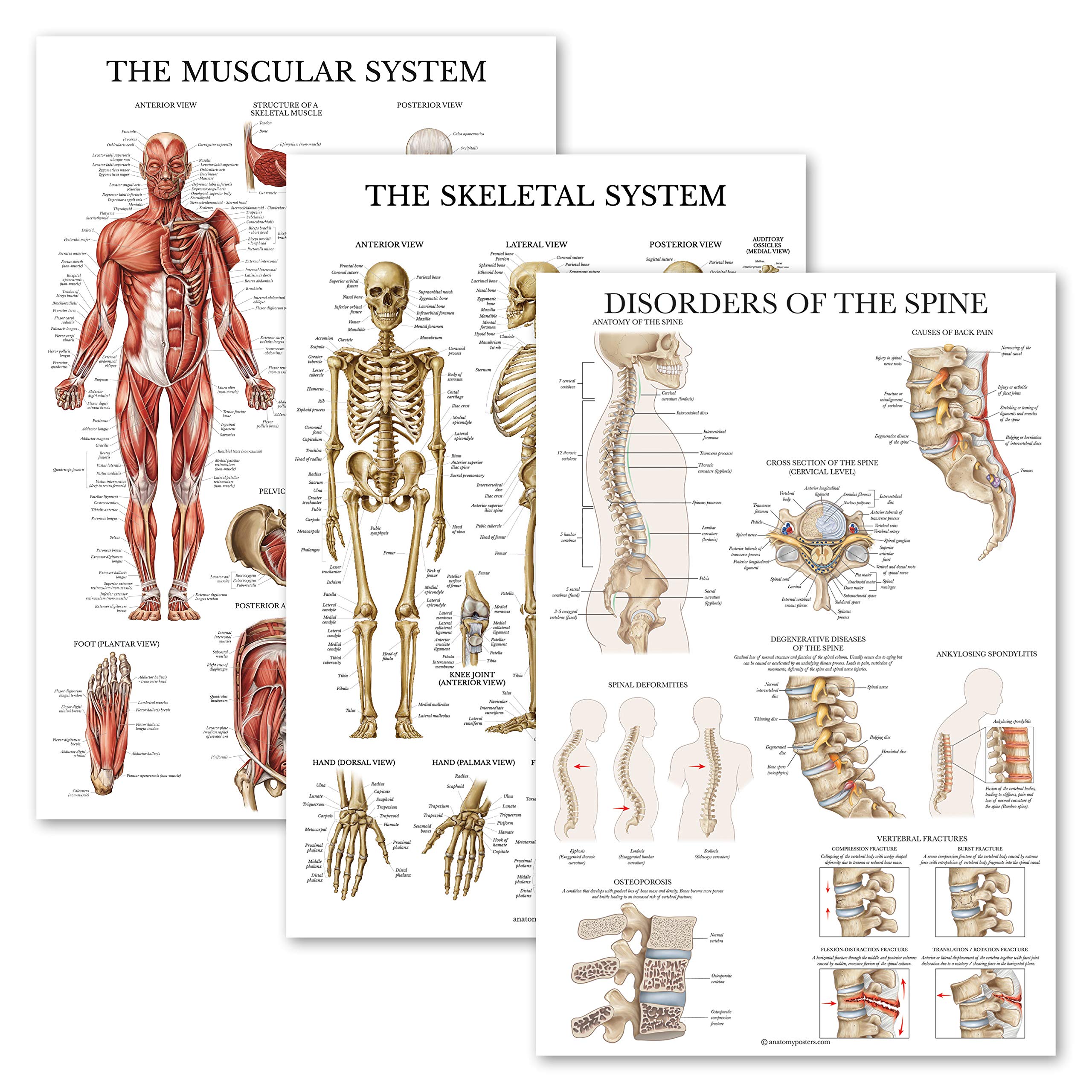 Buy 3 Pack Muscular System Skeletal System Disorders Of The Spine Buy 3 Pack Muscular System Skeletal System Disorders Of The Spine