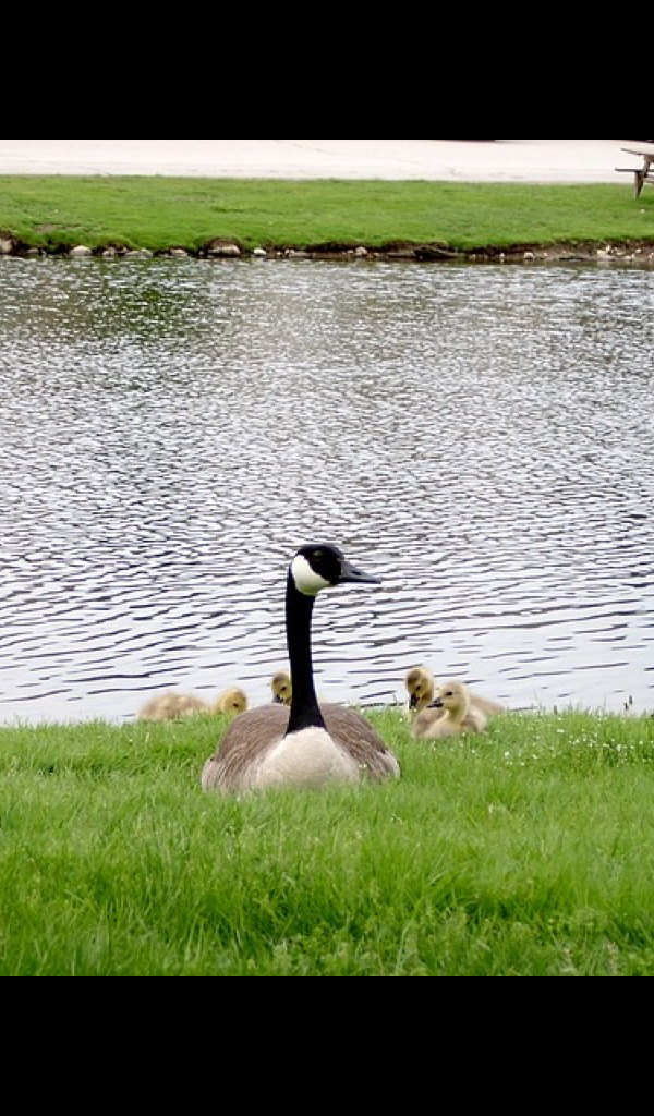 Baby Goose Chick Wallpaper -- HD Wallpapers of Baby Goose Chicks! - App ...