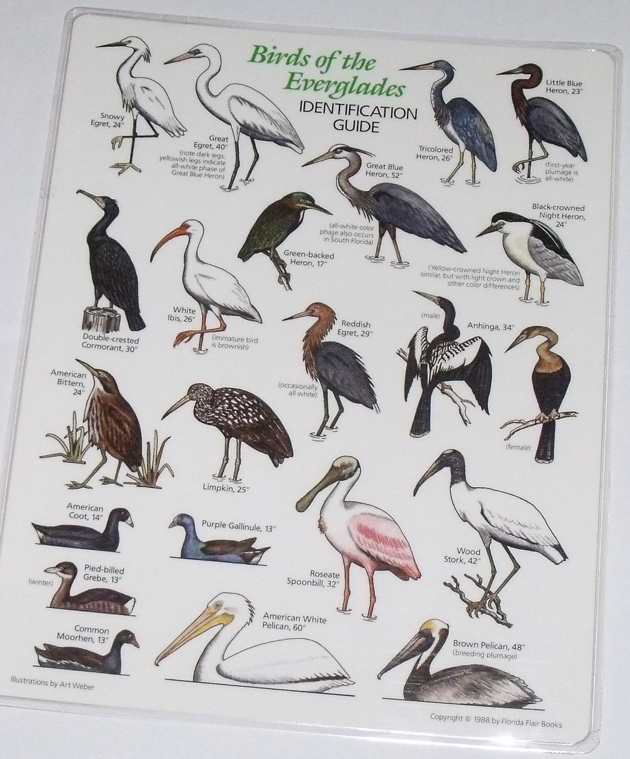 Amazon.com: Birds of the Everglades Double sided Laminated ...