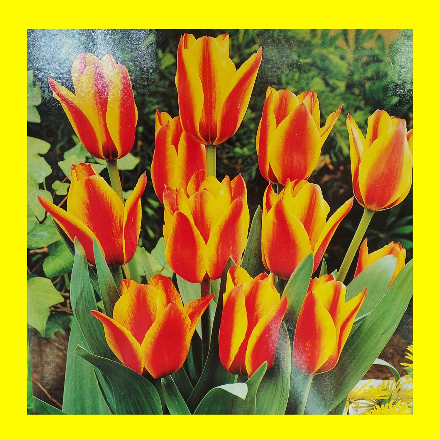 Cape Cod Red & Yellow Miniature Tulip Bulbs (20) : Amazon.co.uk: Garden