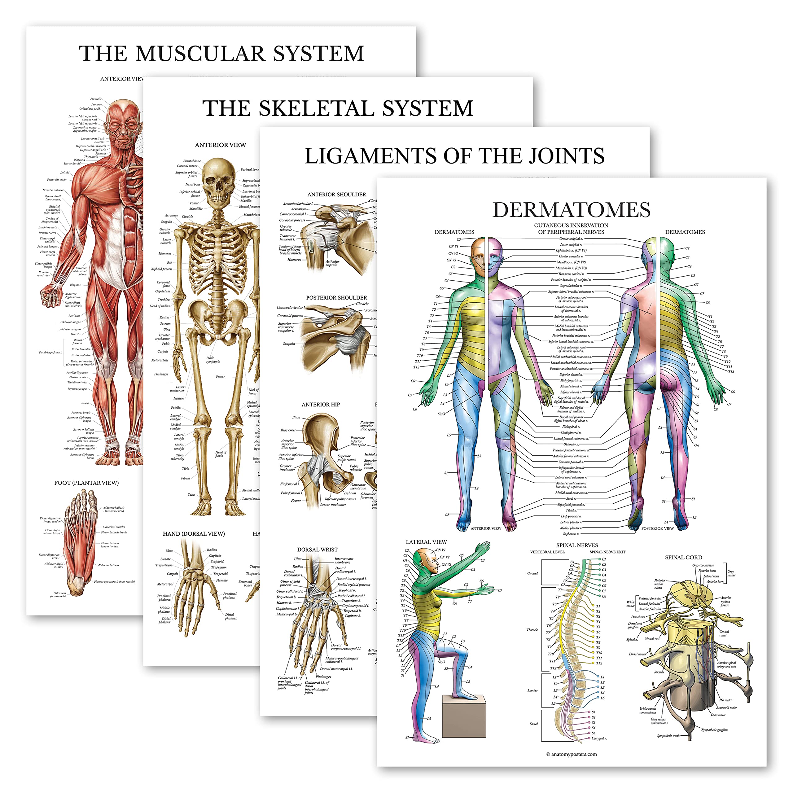 4 Pack Anatomical Poster Set Laminated Muscular Skeletal Ligaments ...