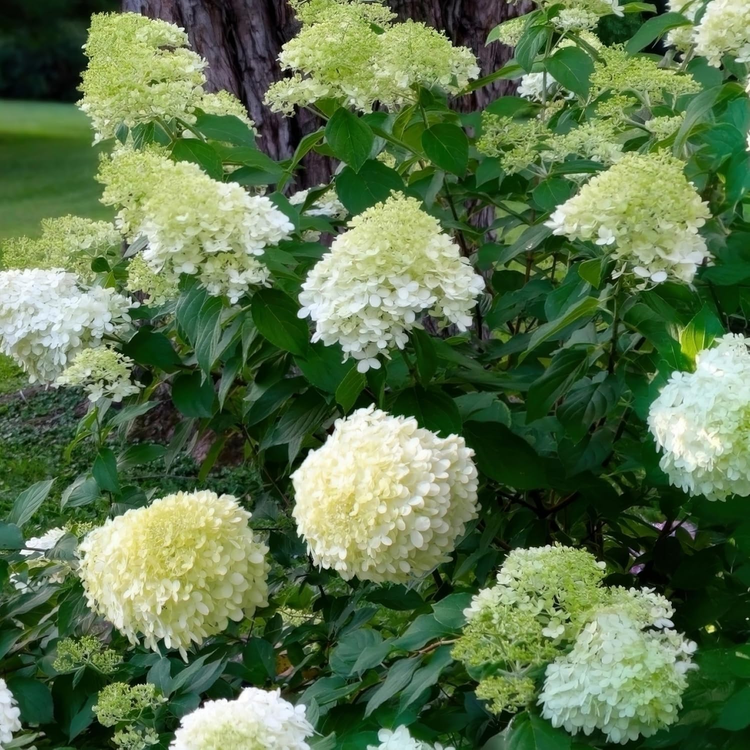 Amazon.com : 1 Gallon Hydrangea, Limelight Prime® Hydrangea Tree - 1 ...