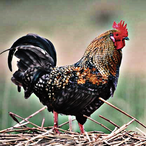 Roosters - Sounds of Natures Alarm Clock - App on Amazon Appstore