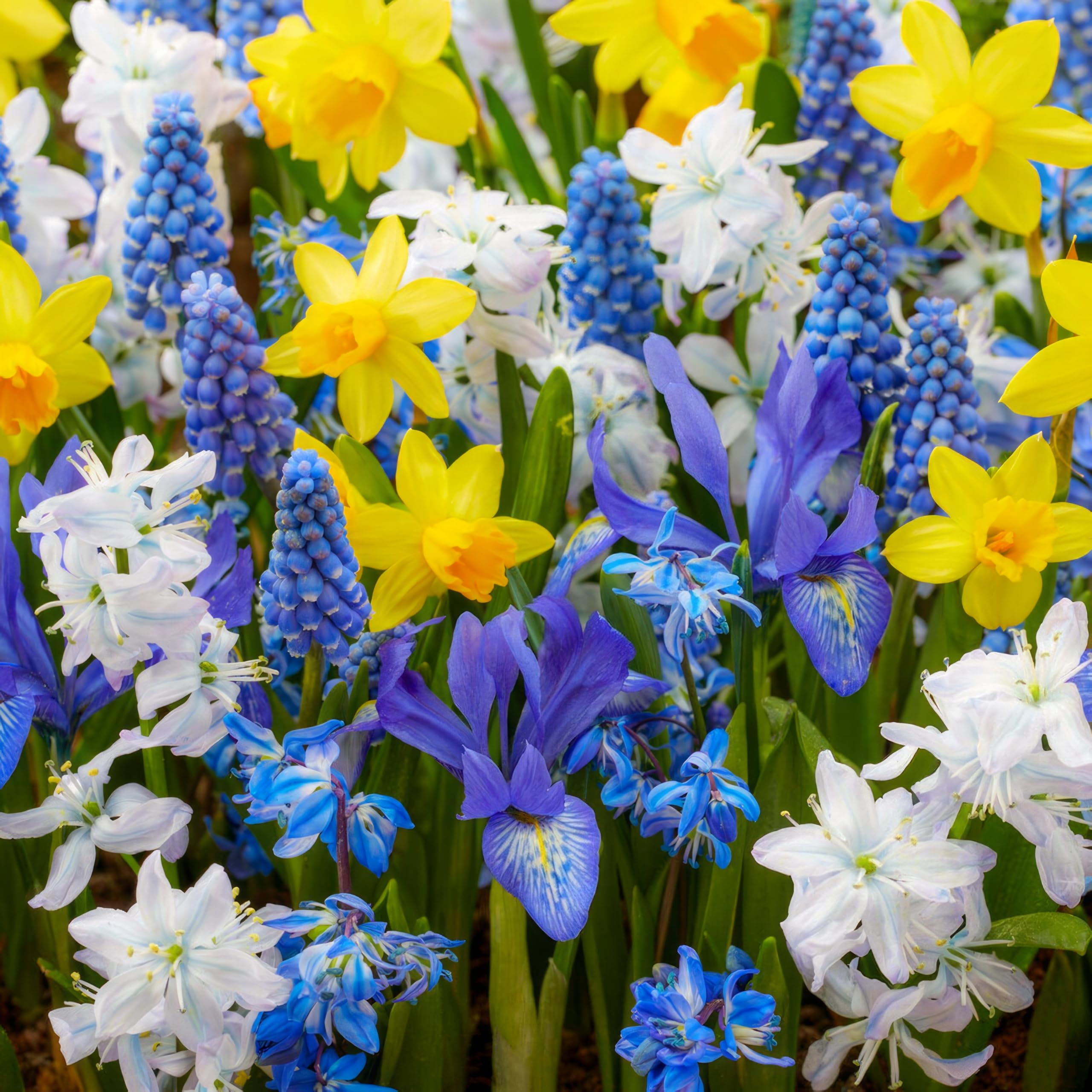 Bulbos De Principios De Primavera Bulbos De Primavera! : R/gardening