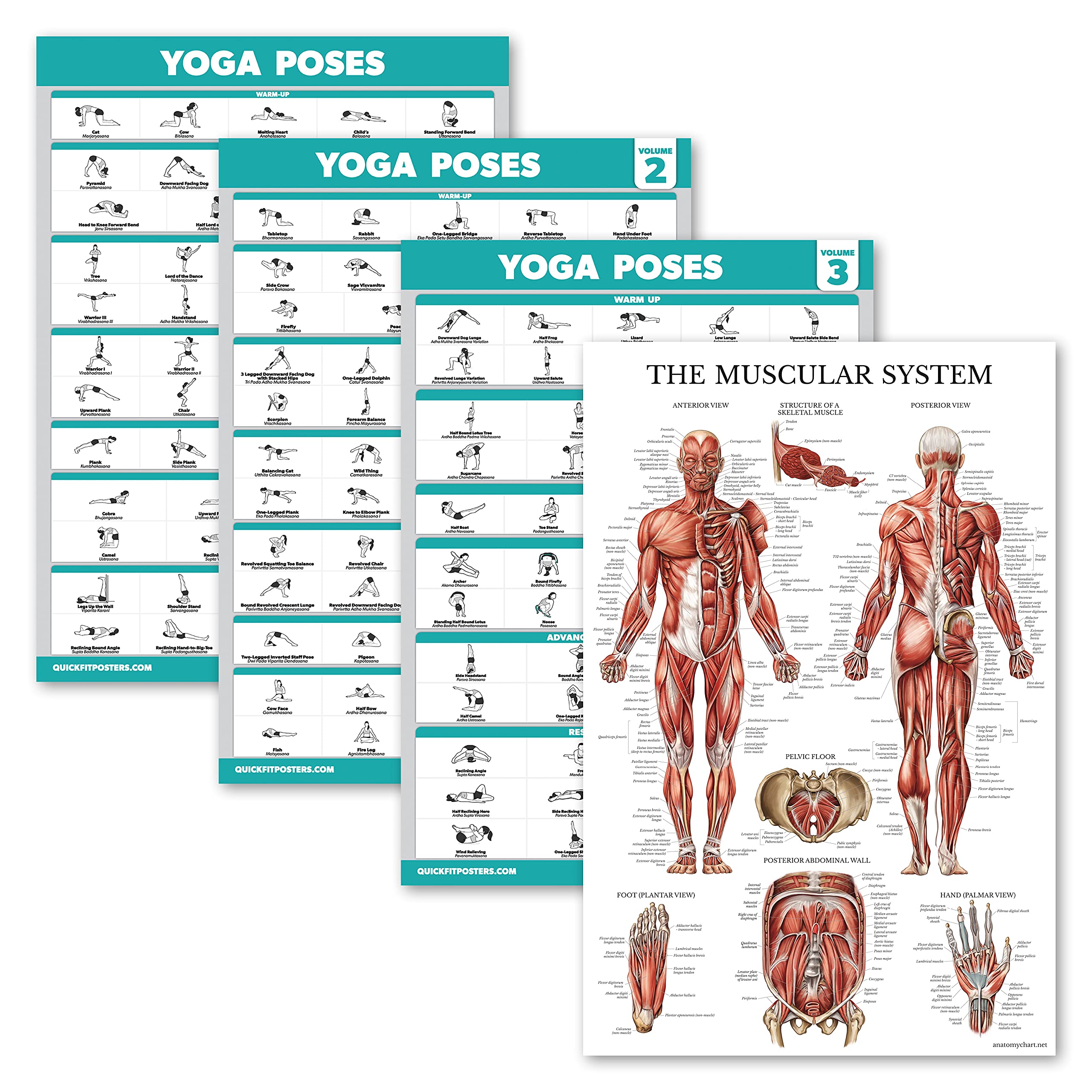 Buy Palace Learning 4 Pack: Yoga Poses s Volume 1, 2 & 3 + Muscular ...