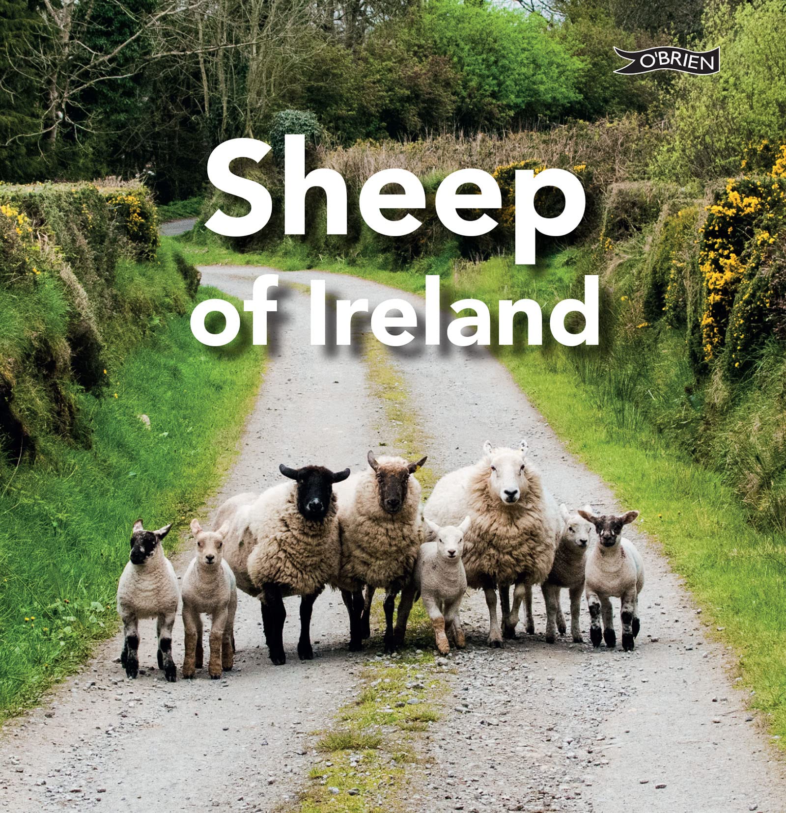 Sheep of Ireland: O'Connor, Sarah, The O'Brien Press: 9781788494182 ...