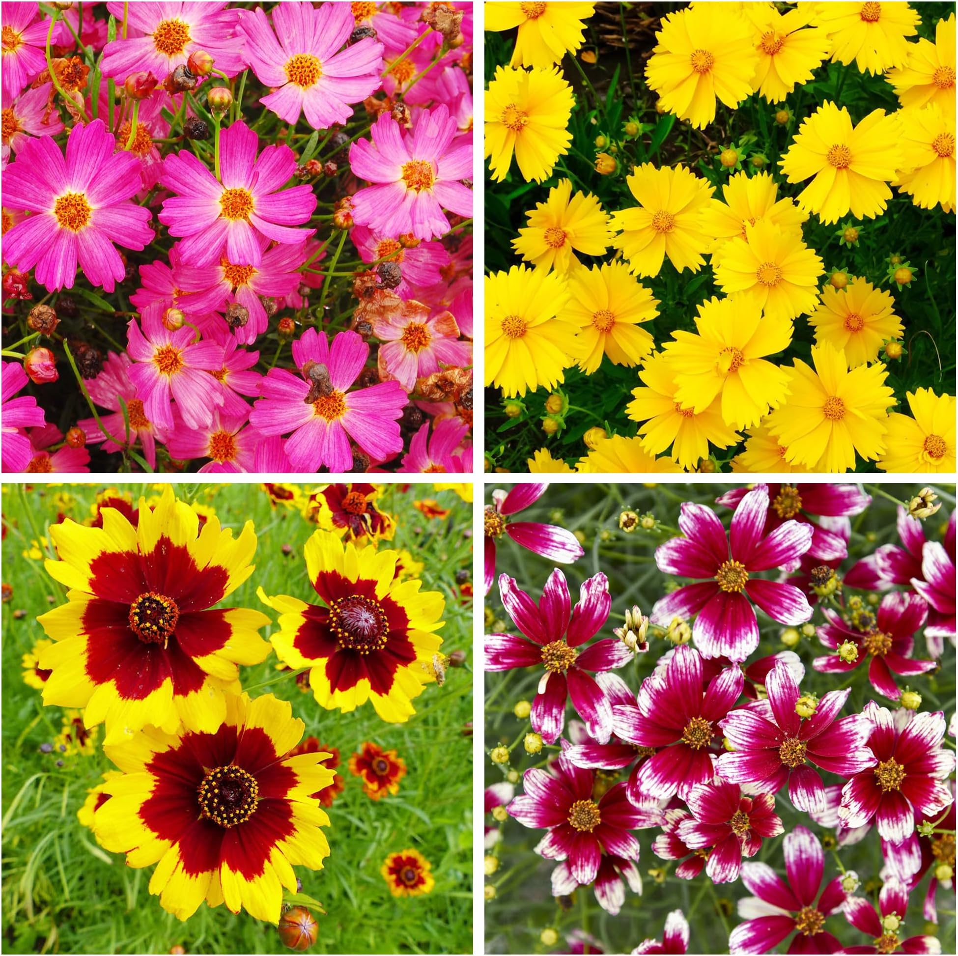 Amazon.com : 5000+Perennial Coreopsis Flower Seeds for Planting ...