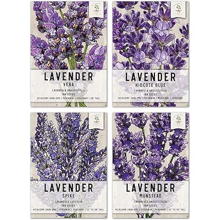 Amazon.com : English Lavender Seeds (600+ Heirloom Seeds - Vera True ...