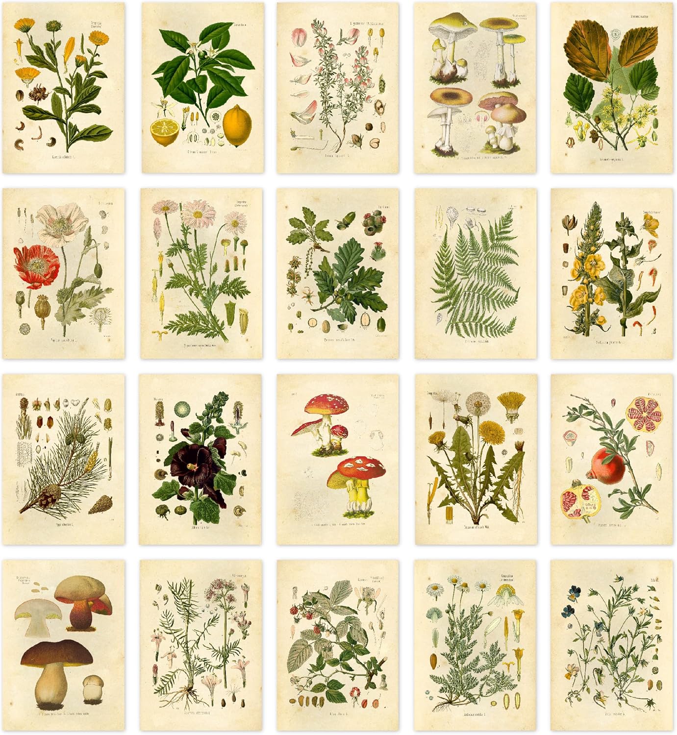 Amazon.com: Ink Inc. Vintage Botanical Prints | Woodland Plants Collage ...