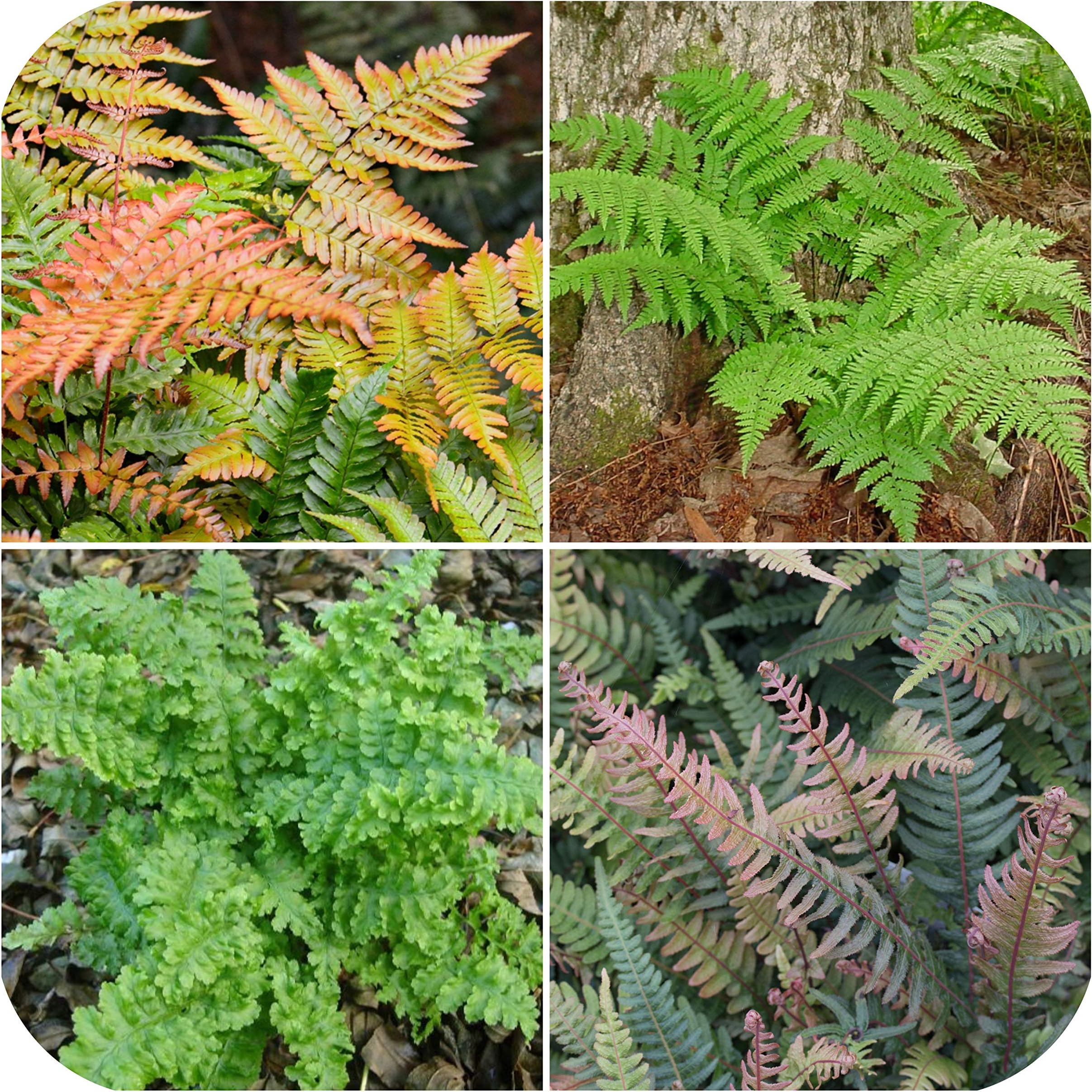 Fern Hardy Dryopteris Jurassic Gold X 3 Plug Plants : Amazon.co.uk: Garden