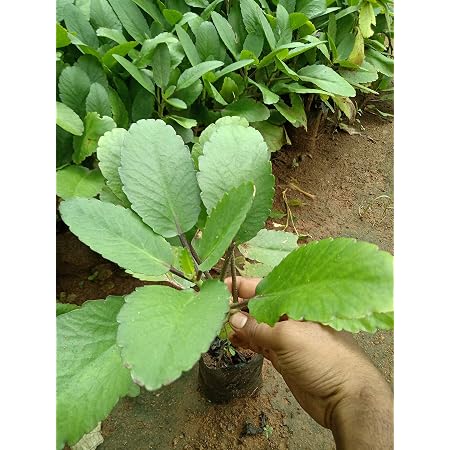 MVKR - Ranakalli/Ranapala Live Plant Kidney Stone Plant Kalanchoe ...