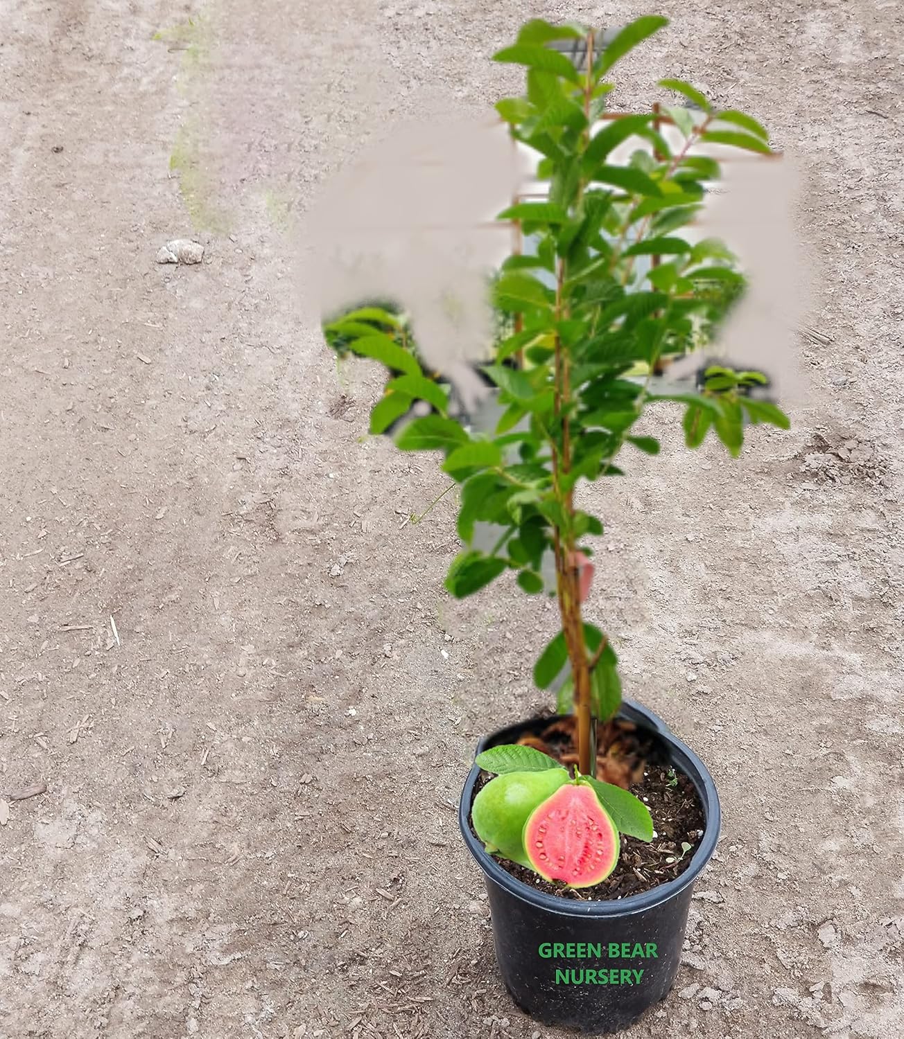 Amazon.com : Size 20"- 24" Live Pink Psidium guajava Common red Guava ...