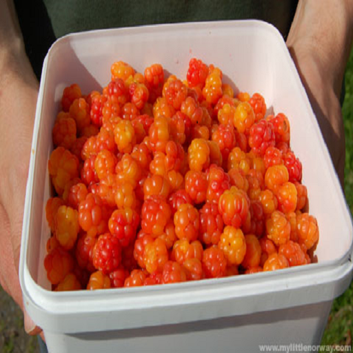 CLOUDBERRY Fruit Application - App on Amazon Appstore
