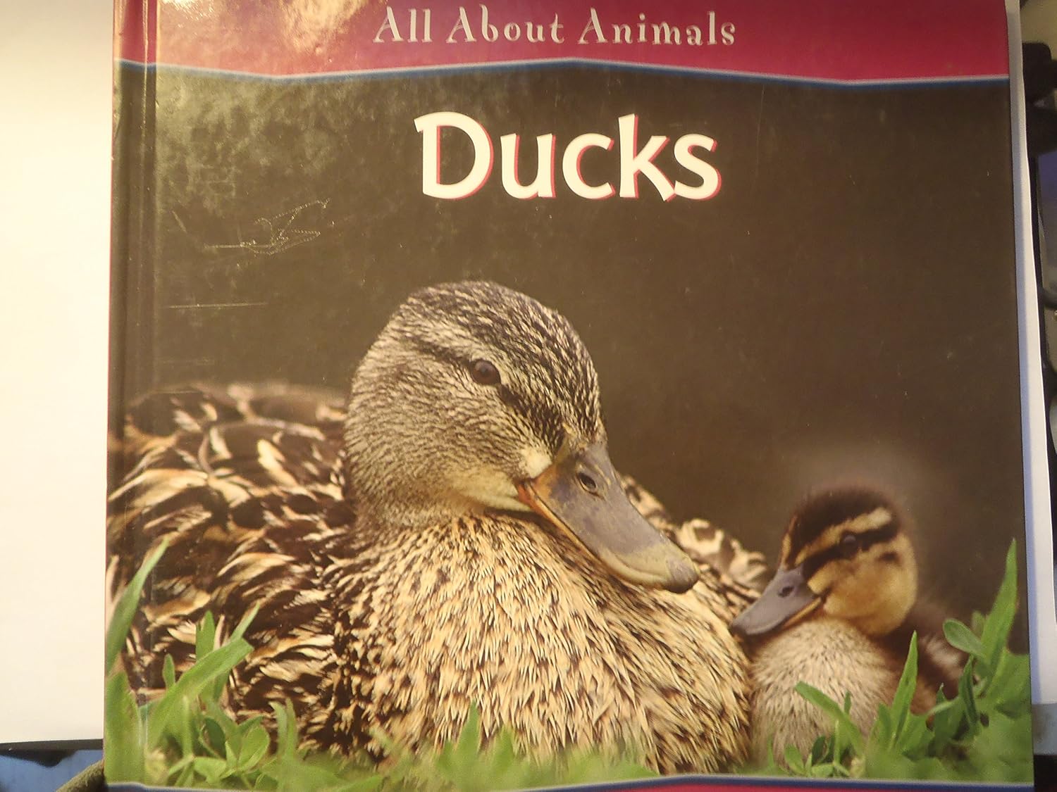 Ducks (All About Animals): Wilsdon, Christina: 9781599391199: Amazon ...