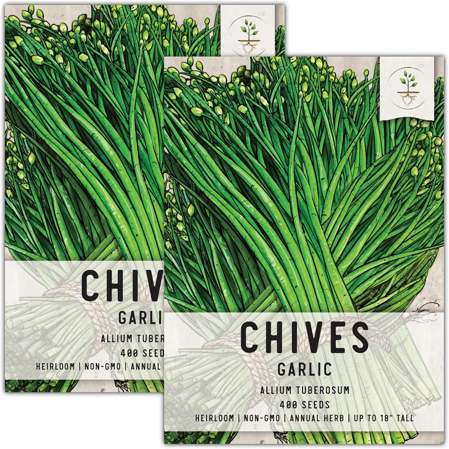 Amazon.com : Seed Needs Garlic Chives Seeds for Planting - Non-GMO ...