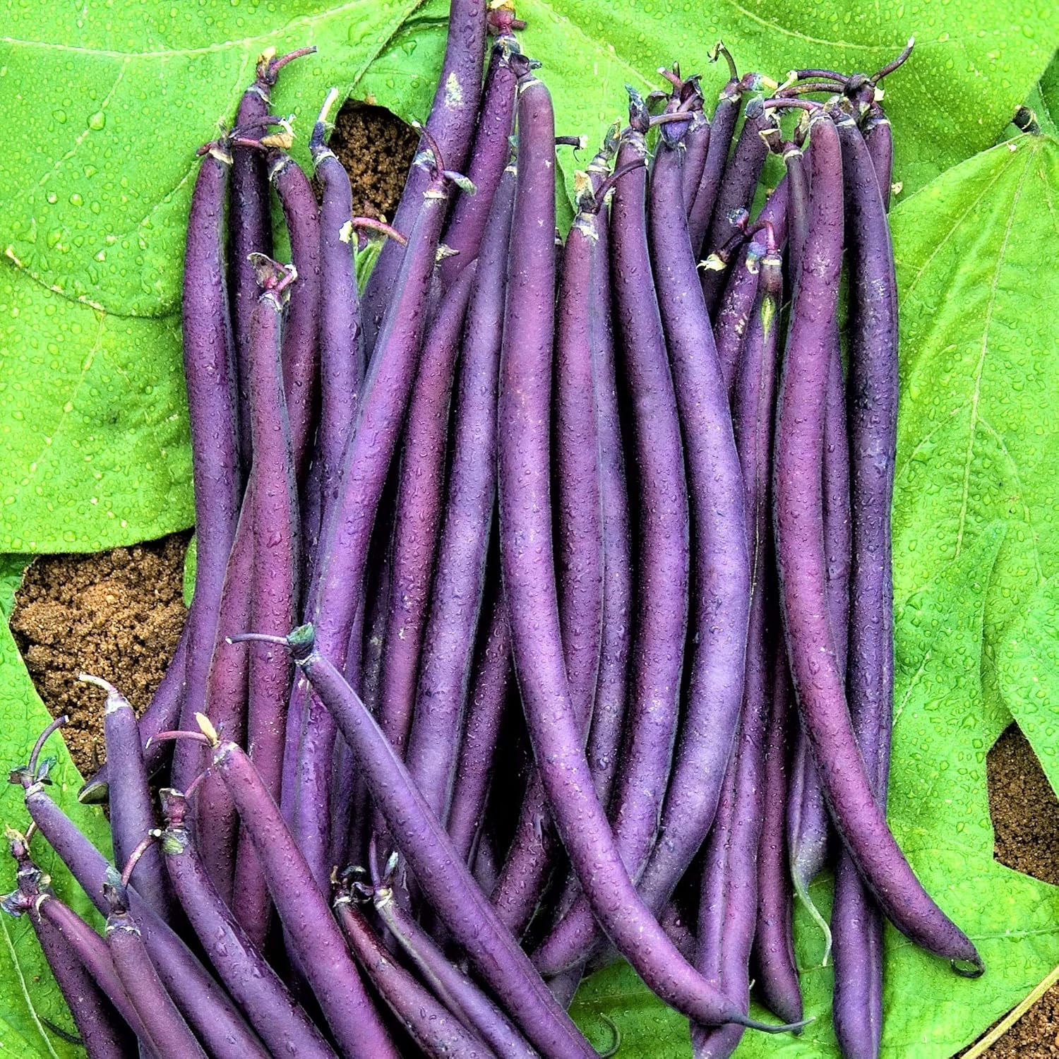 Bolly Bulbs® - Dwarf French Beans 'Amethyst' (35 Seeds) : Amazon.co.uk ...