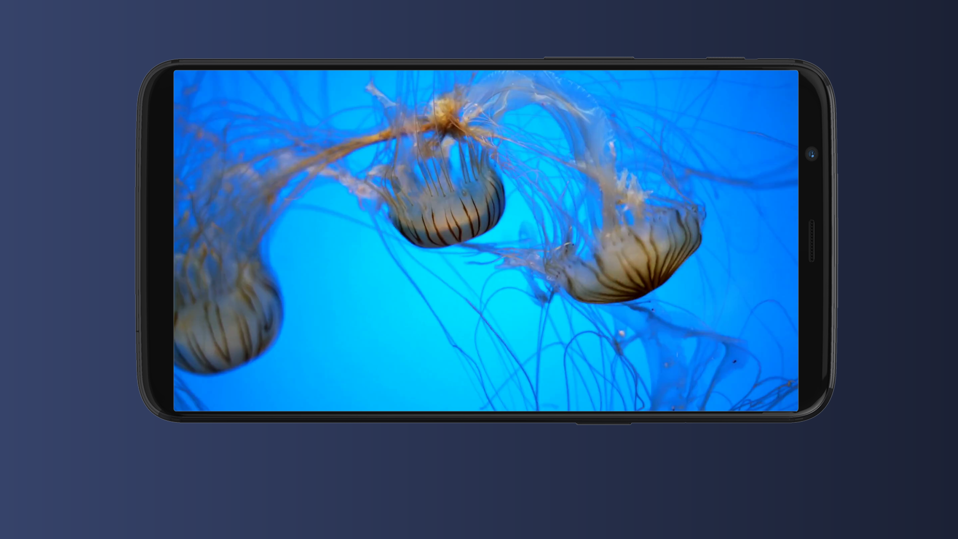 Aquatic Jellyfish for Fire TV - App on Amazon Appstore