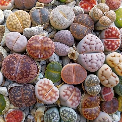 Baby Lithops Plants - Sunnyplants, Rare Lithops, Lithops Plants, Mini ...