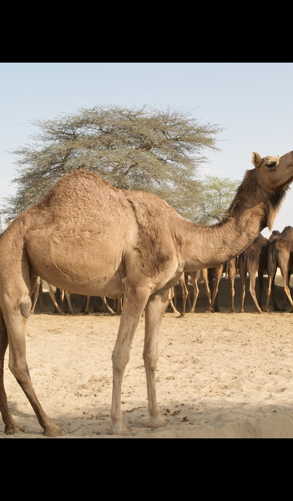 funny camel Wallpaper -- HD Wallpapers of funny camels! - App on Amazon ...