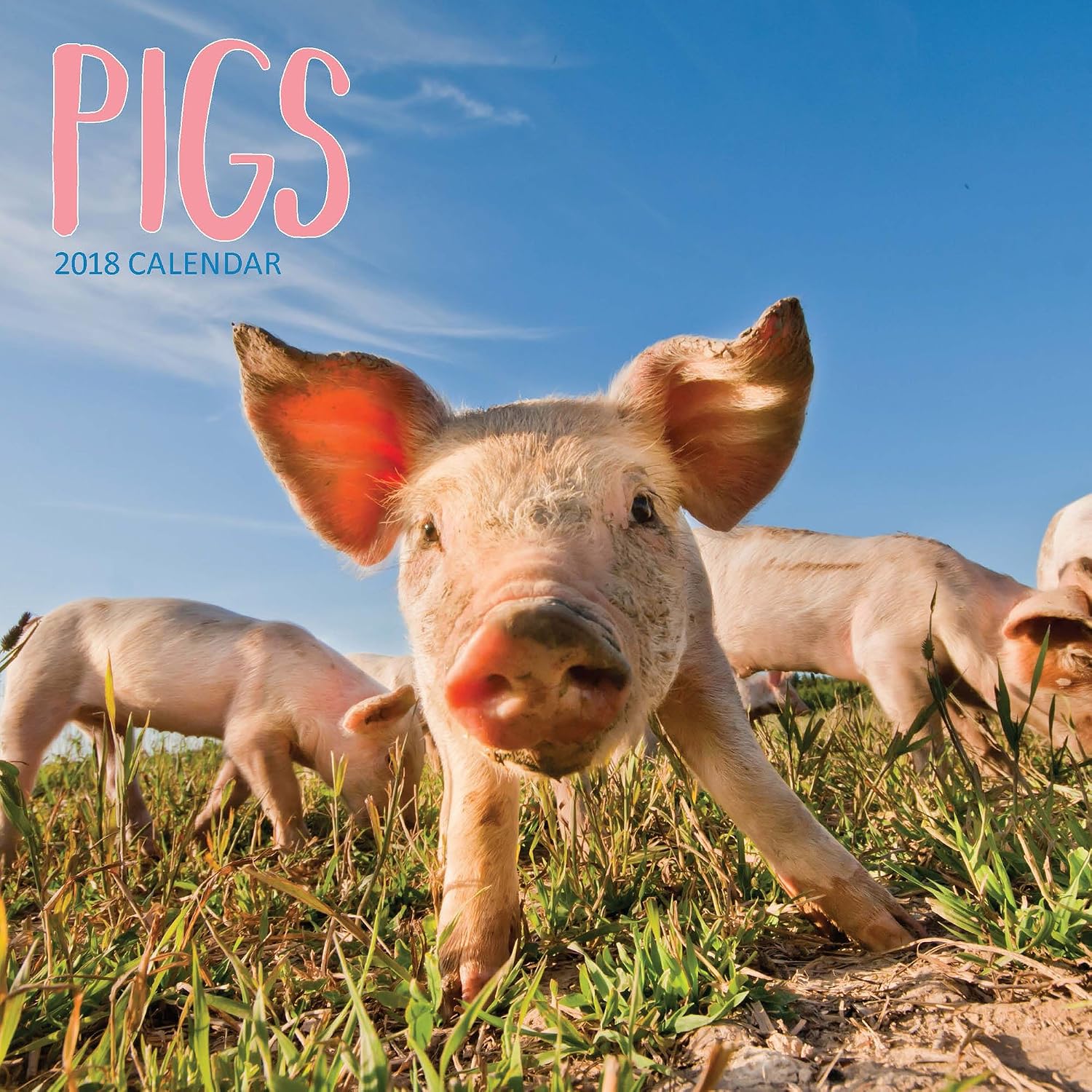 Pigs 2018 Wall Calendar : Amazon.ca: Office Products