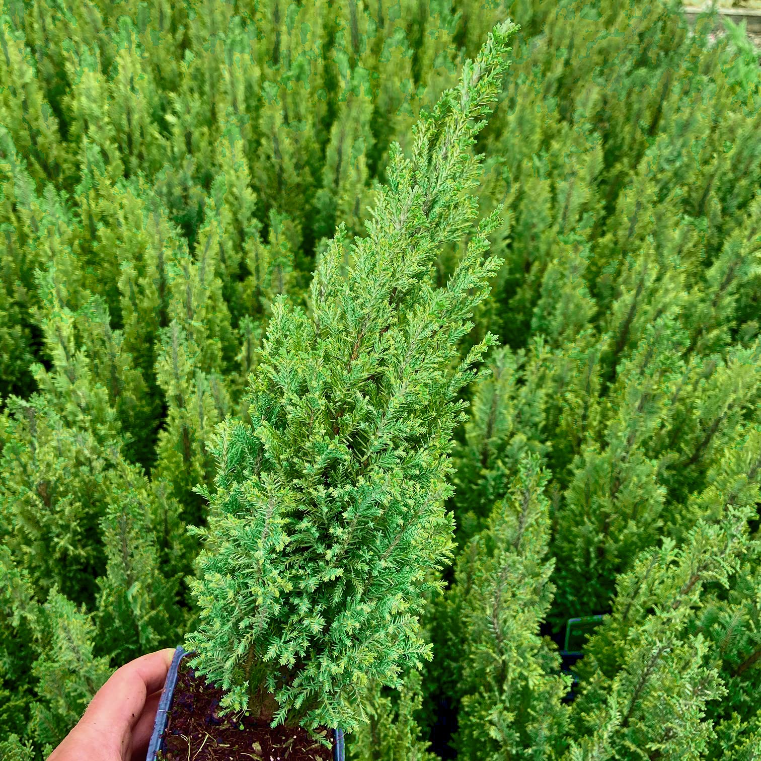 Dwarf Evergreen Trees Varieties Small Evergreen Trees For Small