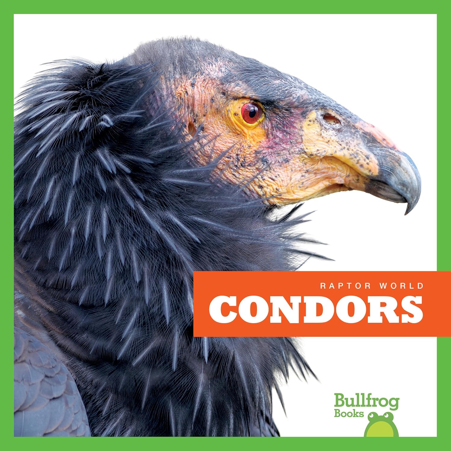 Amazon.com: Condors (Bullfrog Books: Raptor World): 9781641286367 ...
