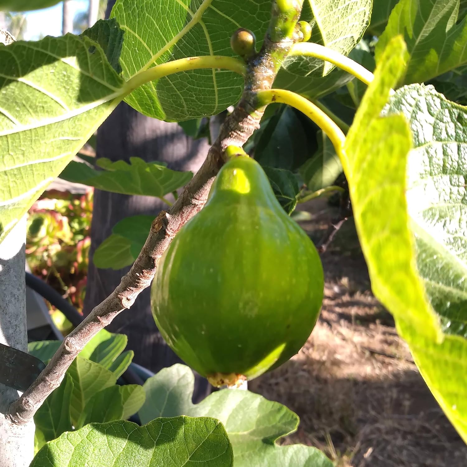 Amazon.com : Narragansett Fig Tree - 2 Live Cuttings - Green Figs with ...