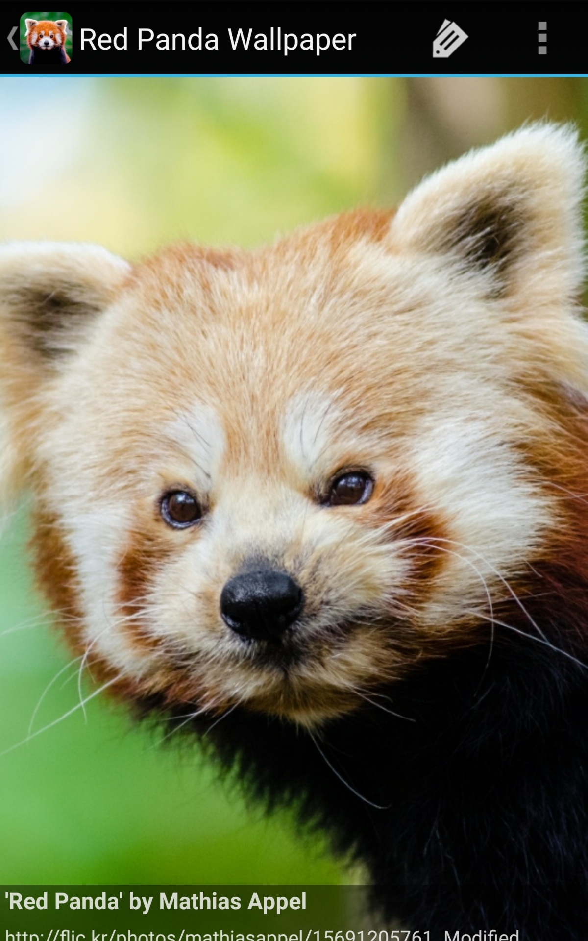 Red Panda Wallpaper - App on Amazon Appstore
