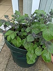 PatchPotatoes: VITANOIRE Seed Potatoes 20 TUBERS, (Like Purple RAIN), 1st Early, Blight ...