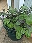 PatchPotatoes: VITANOIRE Seed Potatoes 20 TUBERS, (Like Purple RAIN), 1st Early, Blight ...