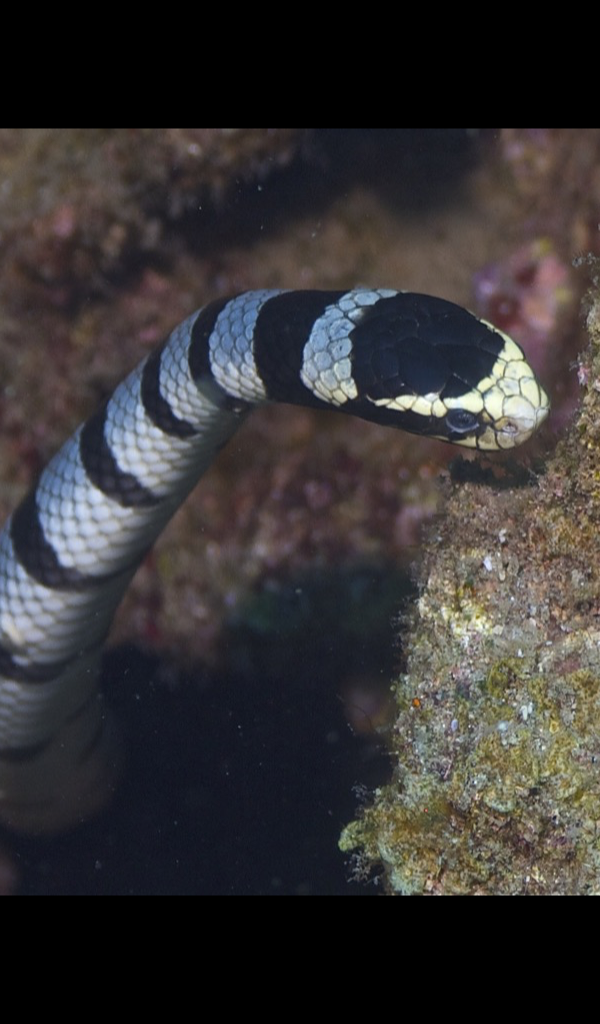 sea snake Wallpaper -- HD Wallpapers of sea snakes! - App on Amazon ...