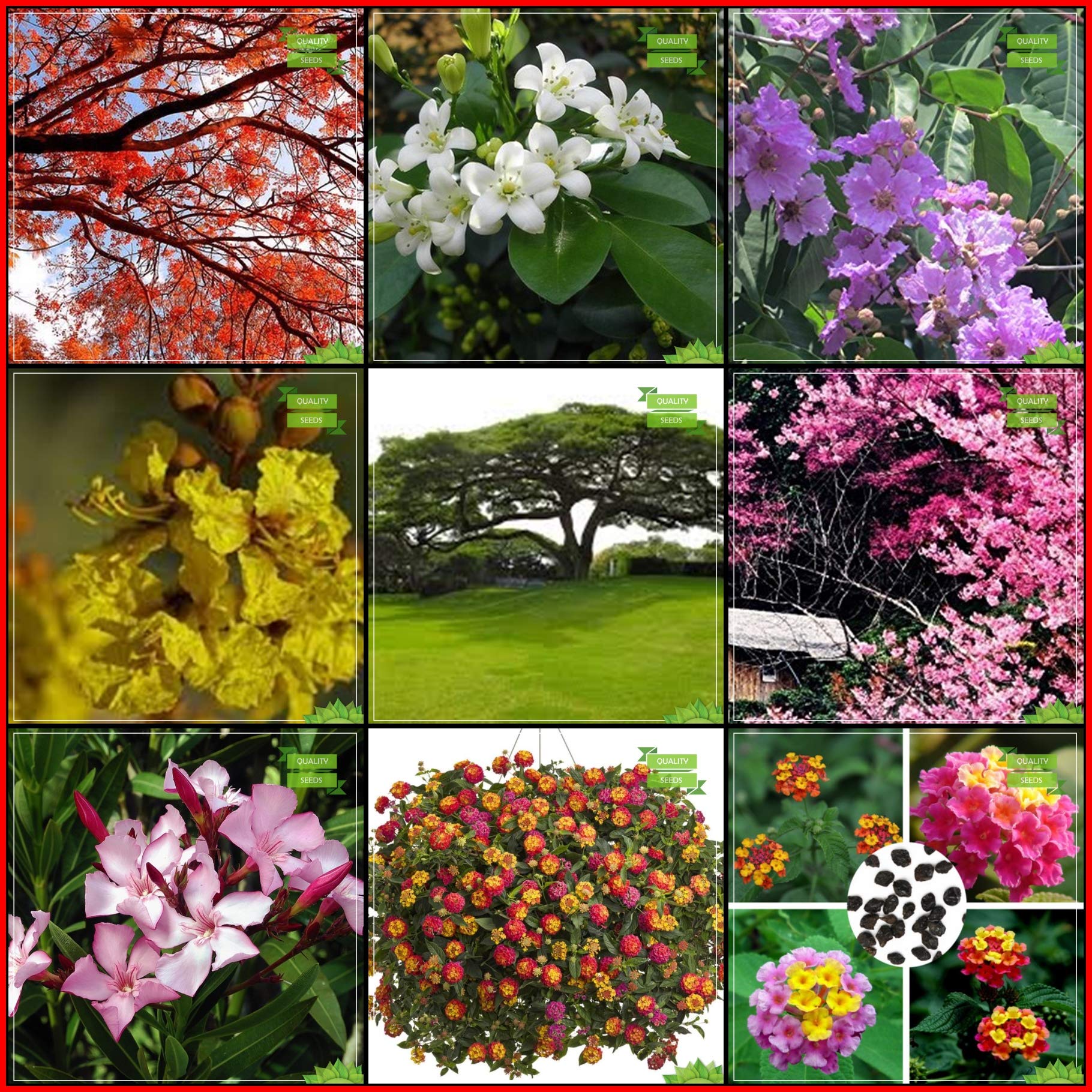 Buy Creative Farmer Garden Combo Tree : Delonix Regia, Murrayya Exotica ...