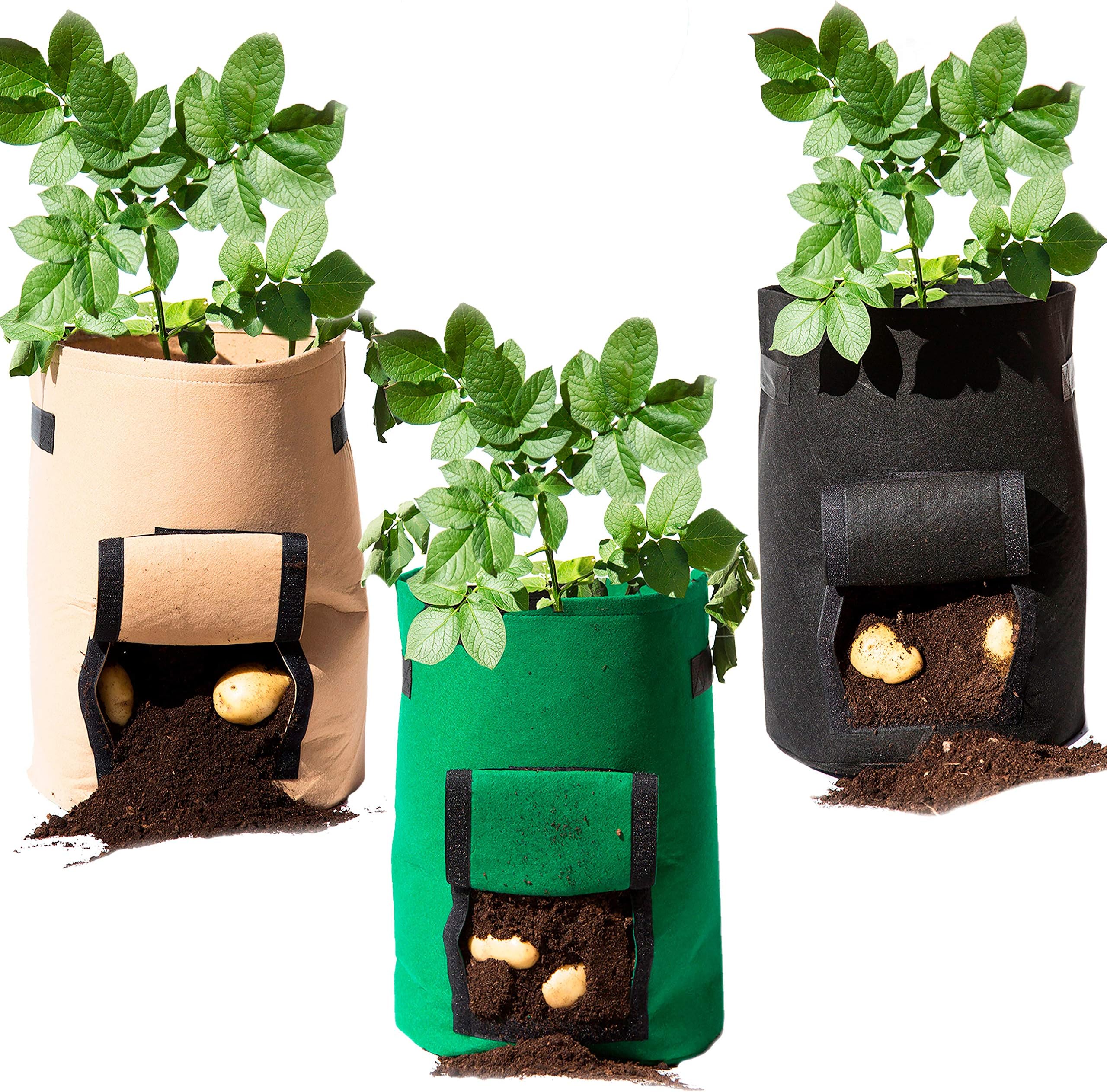 You Garden - Potato Growing Selection, Grow Your Own Potatoes - 3 Seed ...