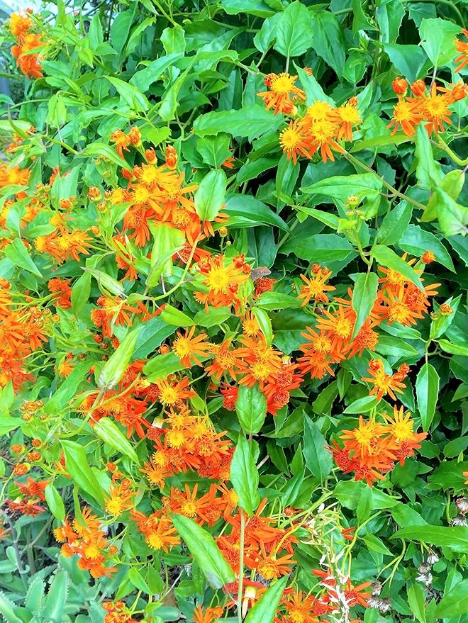 Amazon.com : Mexican Flame Vine Pseudogynoxys chenopodioides Fragrant ...