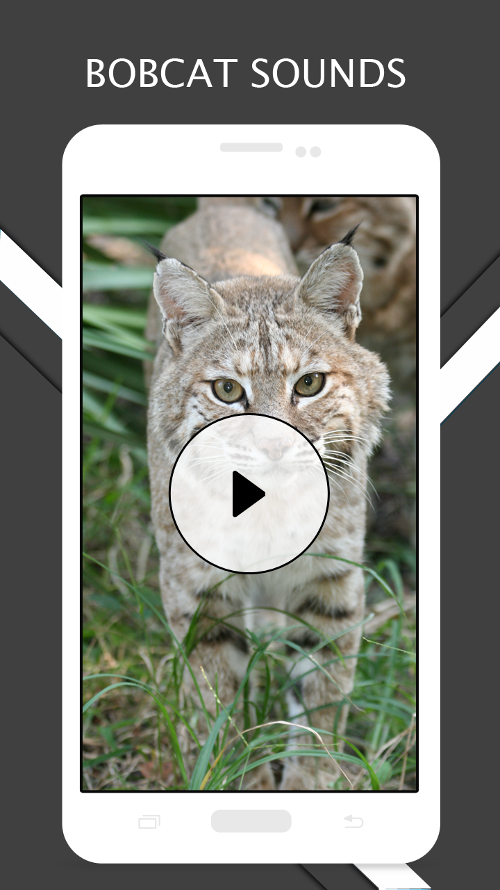 Bobcat Sounds And Ringtones - App on Amazon Appstore