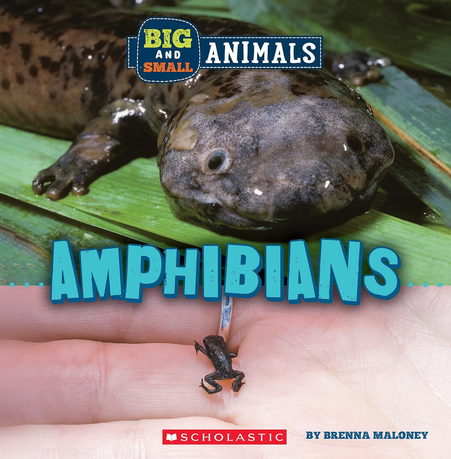 Amphibians (Wild World: Big and Small Animals): Maloney, Brenna ...